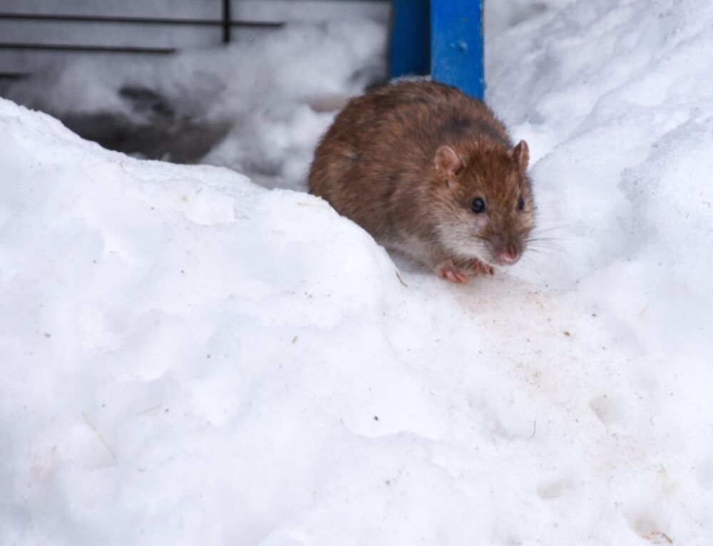 Identifier un insecte de maison | Guide d’insectes du Québec