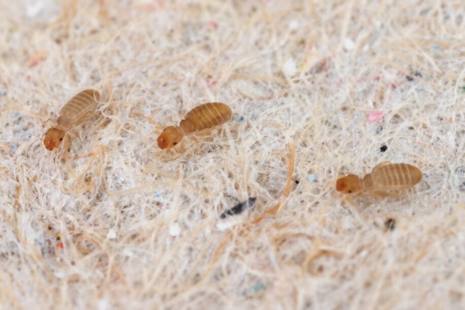 Book Louse | Definition of a book louse | What is a book louse?