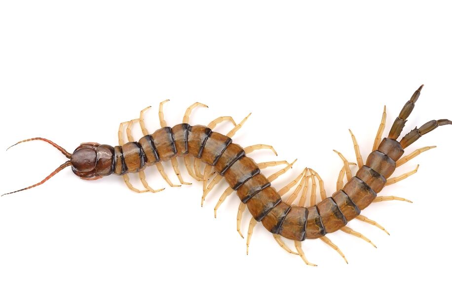 centepede an insect