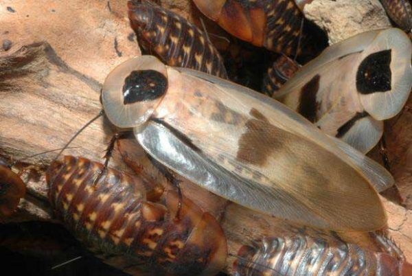 Identifier un insecte de maison | Guide d’insectes du Québec